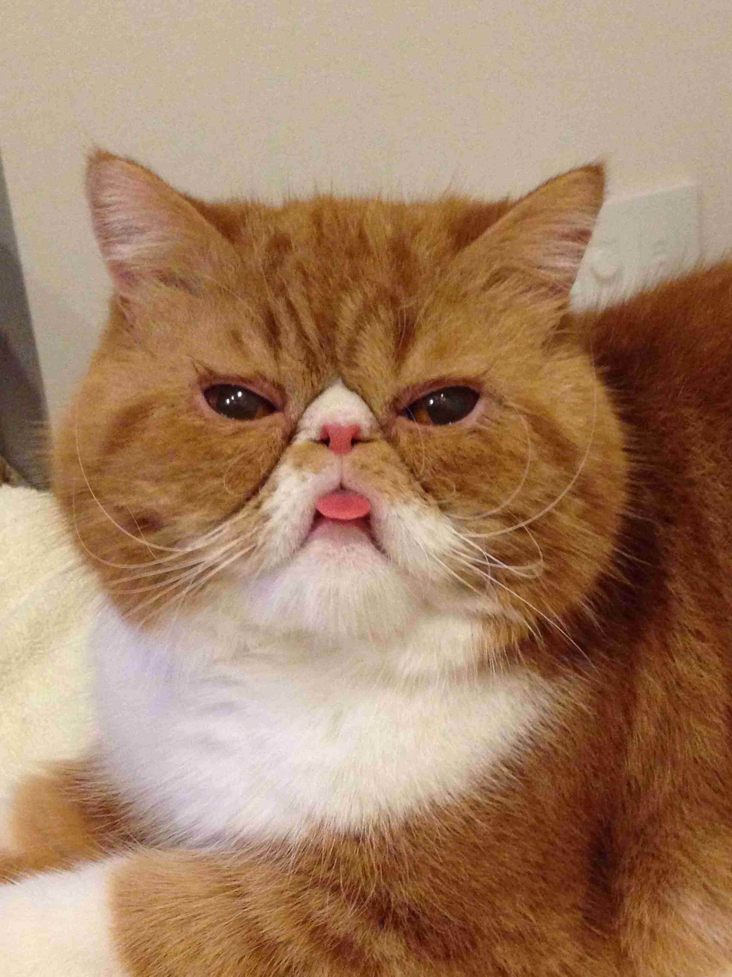 【実況・感想】SMBC日本シリーズ2017 第2戦 ソフトバンク×DeNA | ガールズちゃんねる - Girls Channel