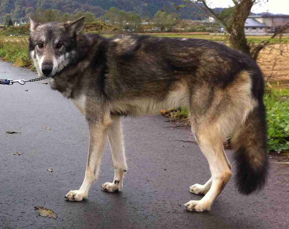 ニューファンドランドシロオオカミ - Newfoundland wolf - JapaneseClass.jp