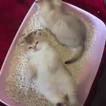 星野源が安倍首相のコラボにコメント「僕自身にも所属事務所にも事前連絡や確認は、事後も含めて一切ありません」 | ガールズちゃんねる ...