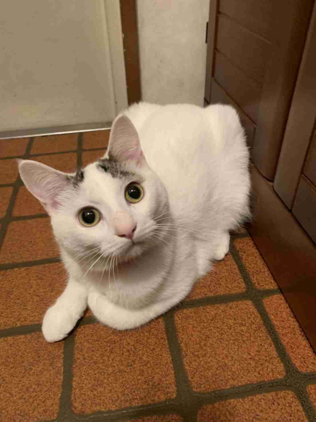 がるちゃん猫カフェ64号店 開店しました♪（初めての方も大歓迎!!） | ガールズちゃんねる - Girls Channel