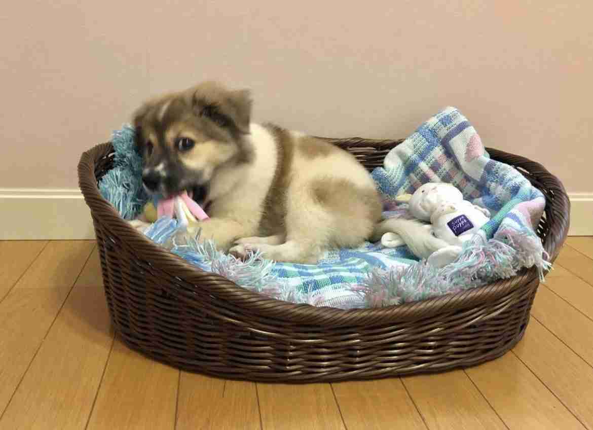 ryuchell＆peco、“新しい形の家族”へ「夫と妻ではなく、人生のパートナー、そしてかけがえのない息子の親として」 | ガールズ ...