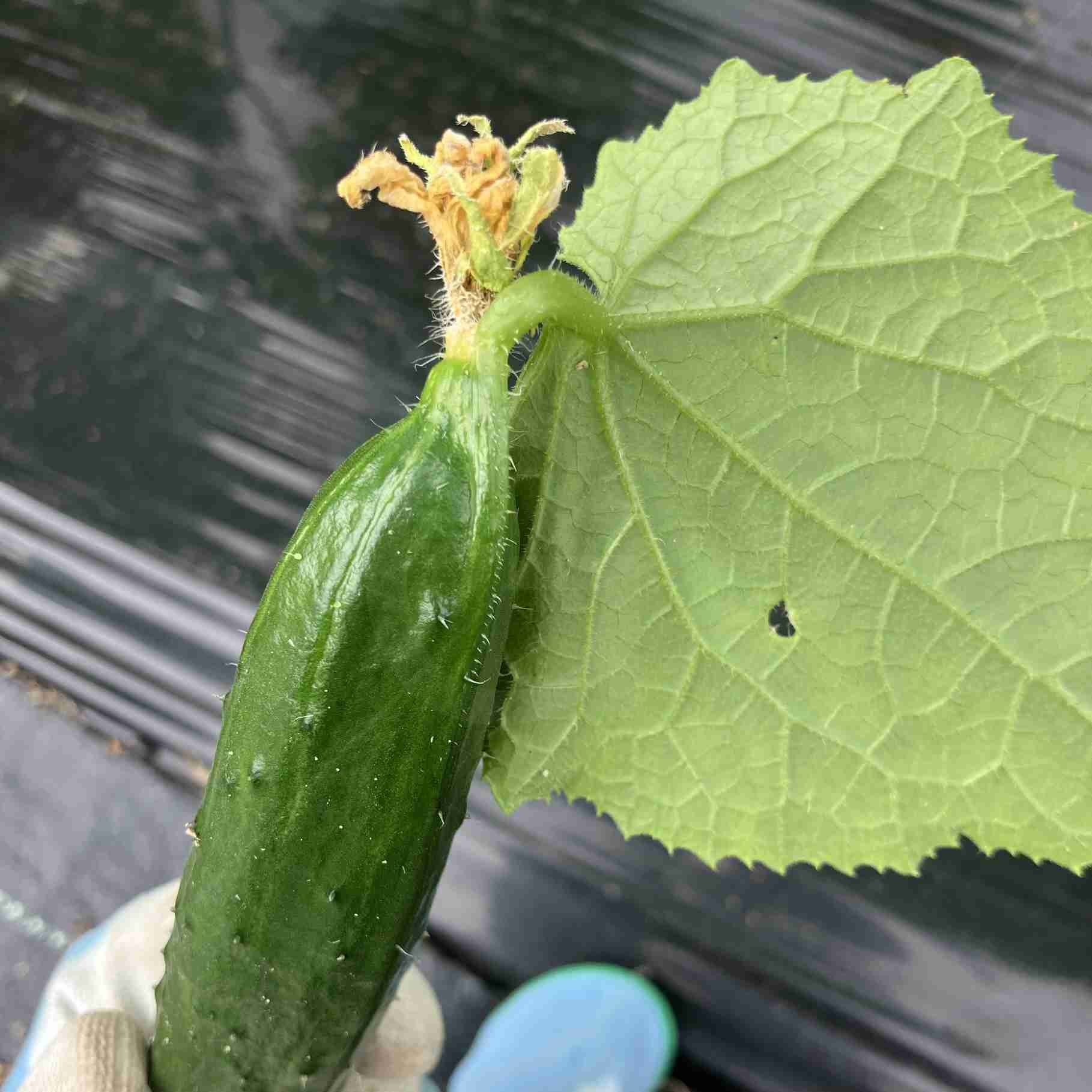 家庭菜園【初夏～盛夏】 | ガールズちゃんねる - Girls Channel