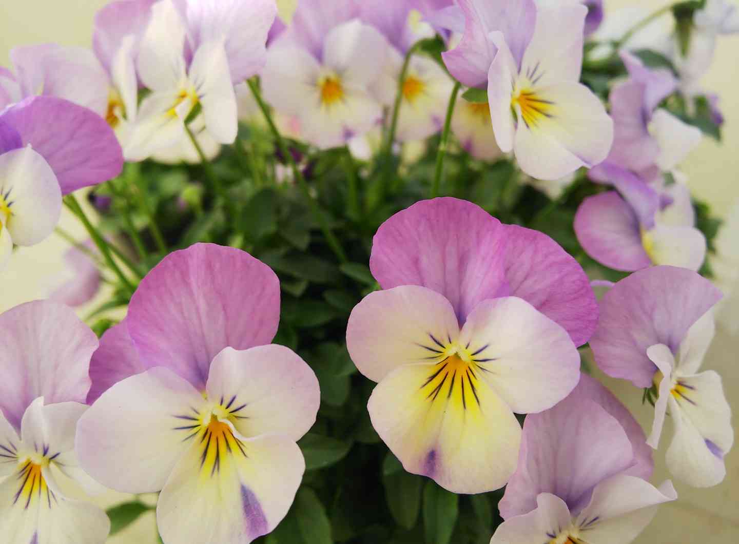 〚𝓟𝓪𝓷𝓼𝔂〛パンジーꕥビオラ倶楽部〚𝓥𝓲𝓸𝓵𝓪〛-2024- | ガールズちゃんねる - Girls Channel