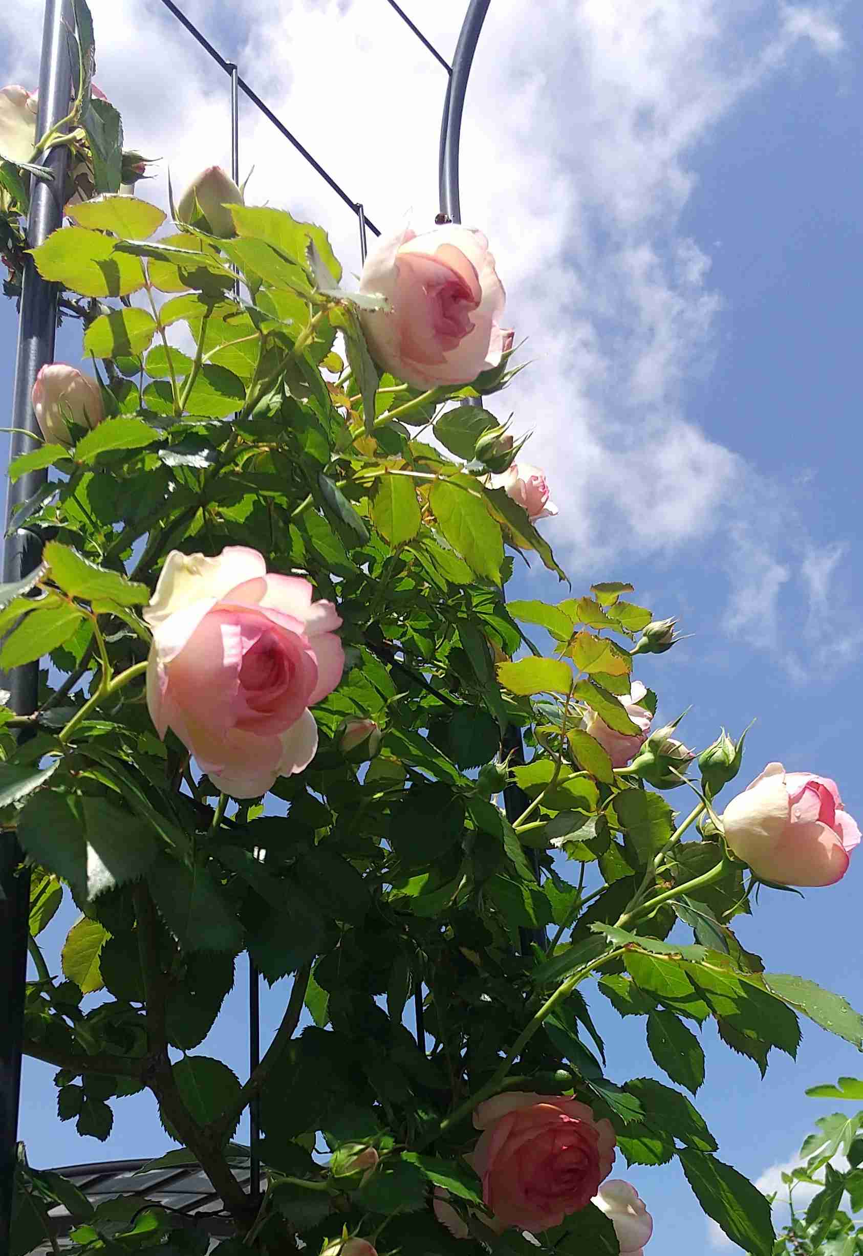 【5月】株トピ【2024年】 | ガールズちゃんねる - Girls Channel