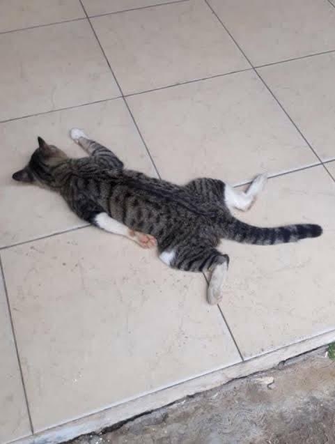 現場猫を見て癒されたい！Part6 | ガールズちゃんねる - Girls Channel