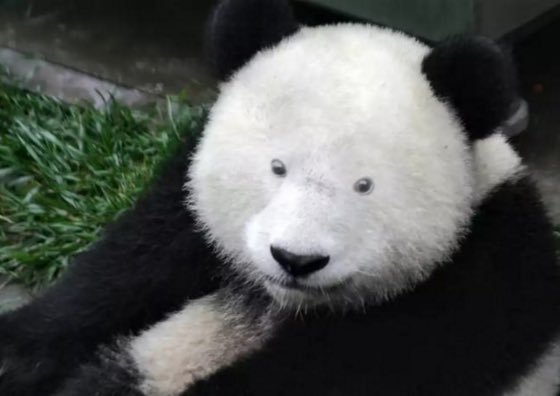 パンダ目になりたくない人 | ガールズちゃんねる - Girls Channel