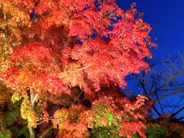 市区町村名を書くとそこのお勧めを誰かが教えてくれるトピ | ガールズちゃんねる - Girls Channel