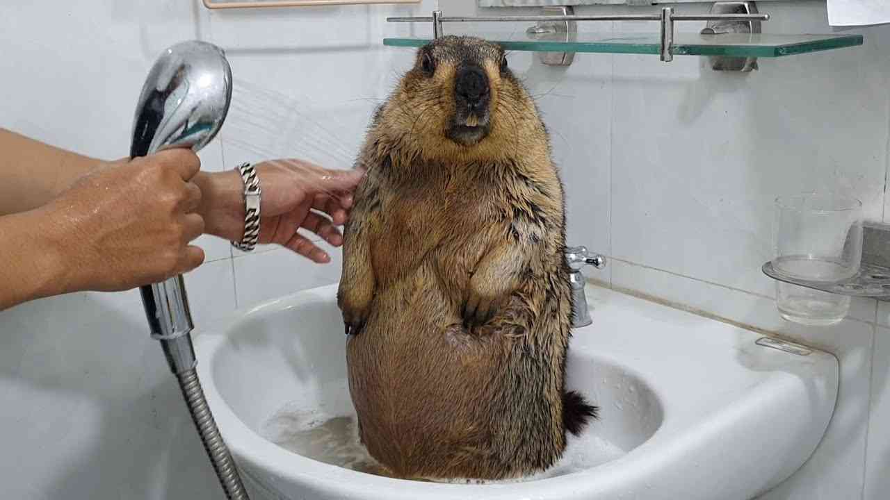 水浴びしてる動物たち | ガールズちゃんねる - Girls Channel