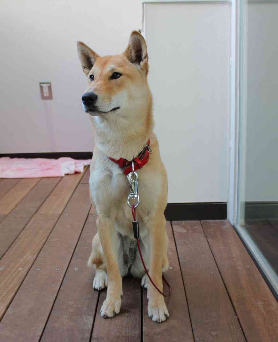 日本犬の画像が集まるトピ | ガールズちゃんねる - Girls Channel